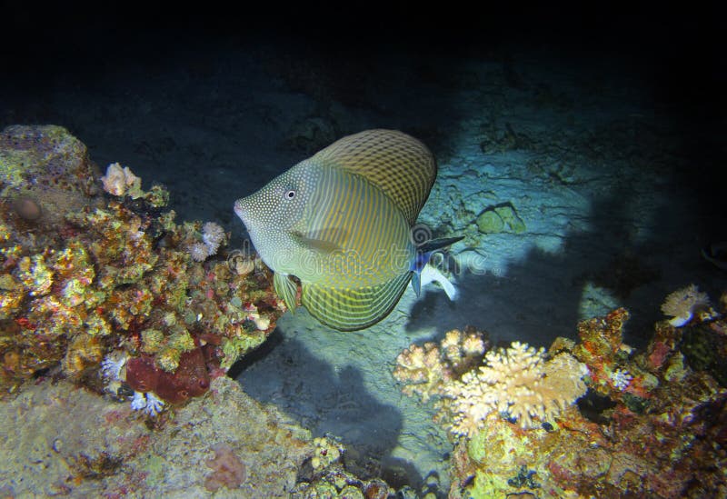 Red Sea Sailfin Tang in Red Sea Stock Image - Image of yellow, fish ...