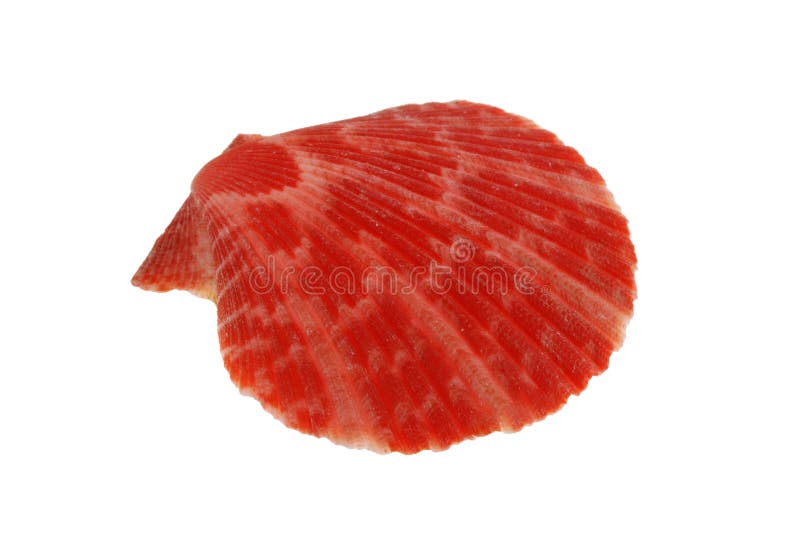 Red sea shell stock photo. Image of colored, collection - 14993066