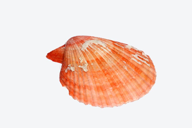 Radial Sea Shell Isolated stock image. Image of radial - 14164683