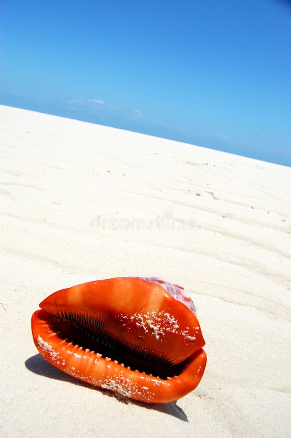 Red sea shell talking stock photo. Image of tropical, waves - 6947380