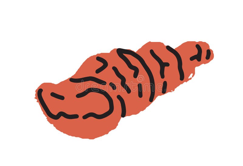 Red Sea Shell Vector Drawing Stock Illustration - Illustration of ...