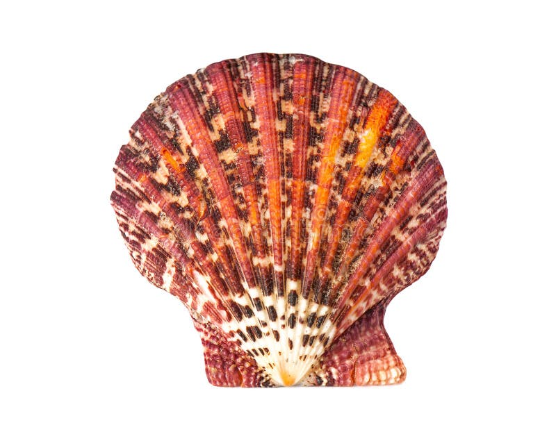 Red sea shell stock photo. Image of single, details, background - 6242320