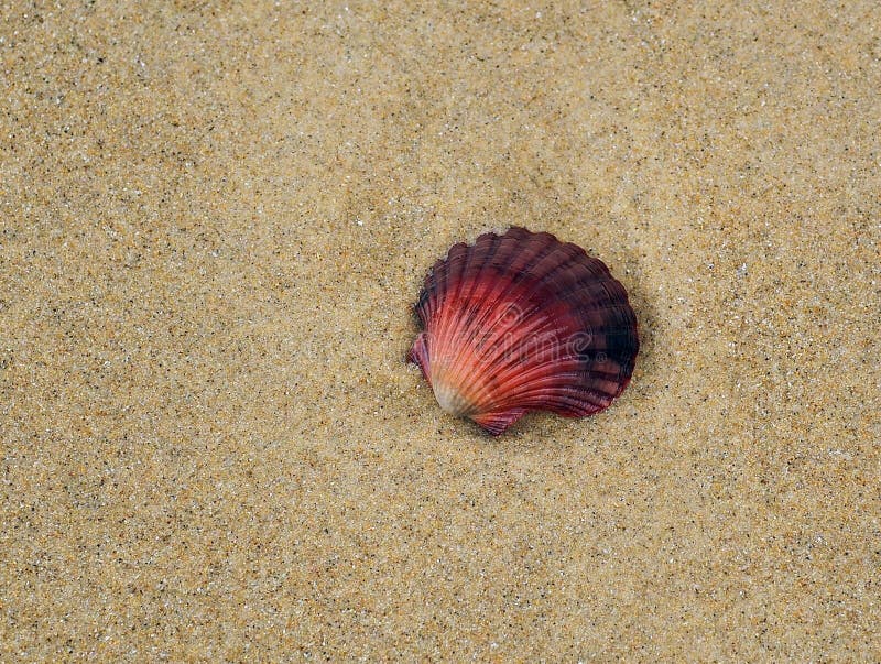 Red sea shell stock photo. Image of single, details, background - 6242320