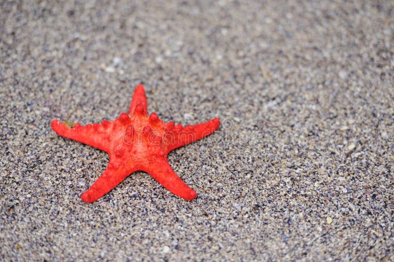 Red sea shells stock photo. Image of life, sand, blue - 39826544