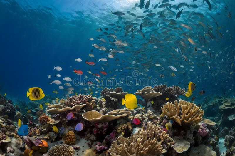 The Red Sea, Shooting Underwater.Corals and a Beautiful Sea Stock ...