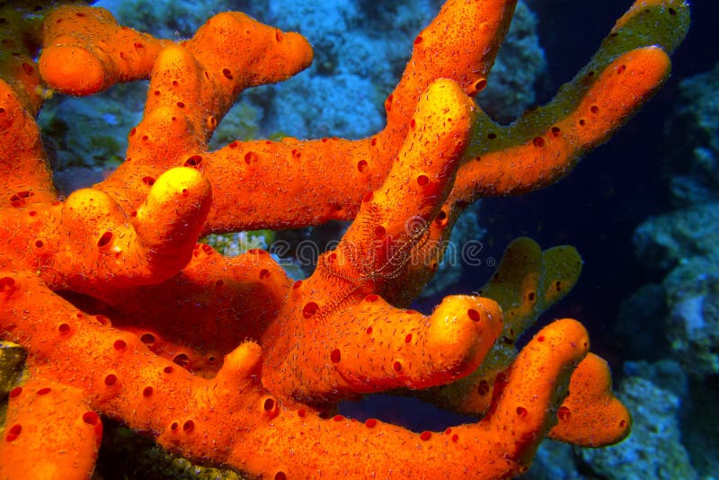 Red Sea Sponge with Brittle Starfish, Underwater Stock Photo - Image of ...