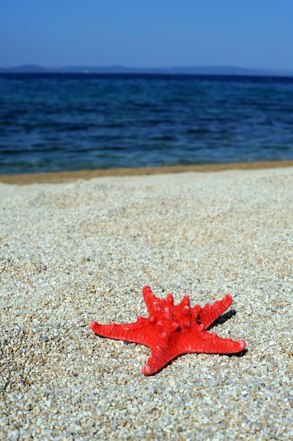 Red sea star on beach stock photo. Image of summer, toroni - 18846598