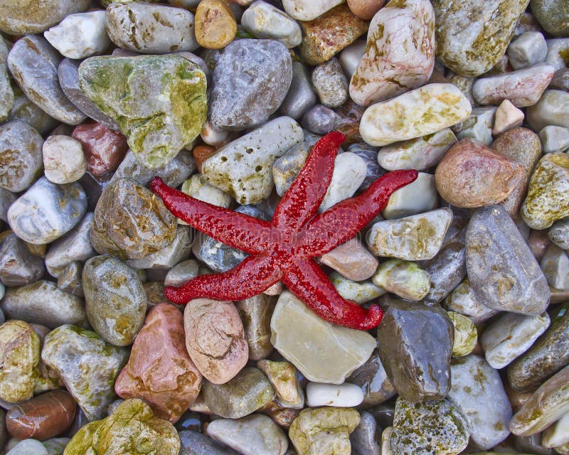 Red sea star on pebbles stock image. Image of variety - 16113629