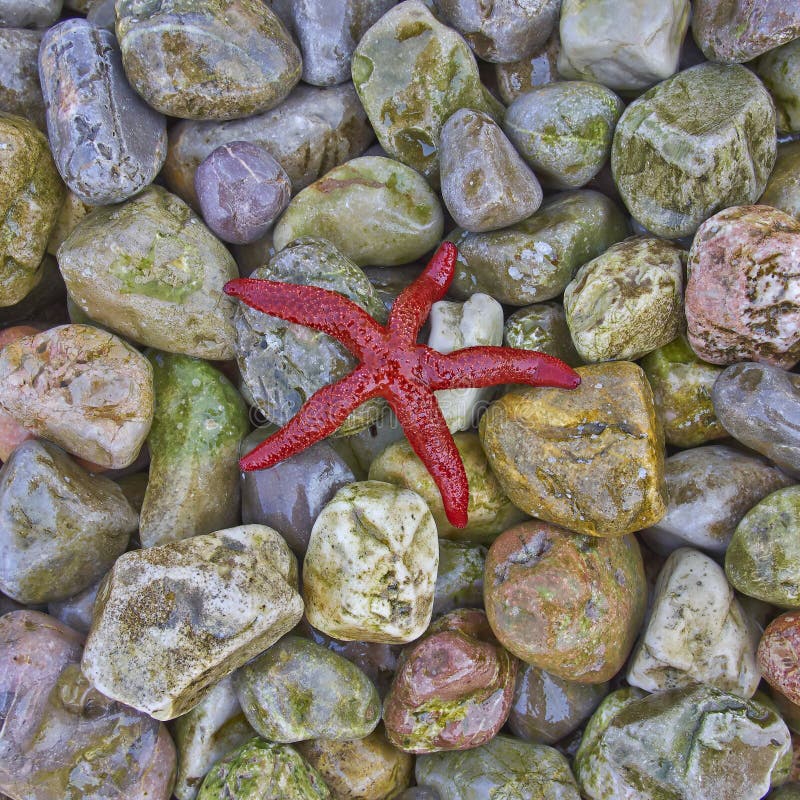 Red sea star on pebbles stock image. Image of variety - 16113629