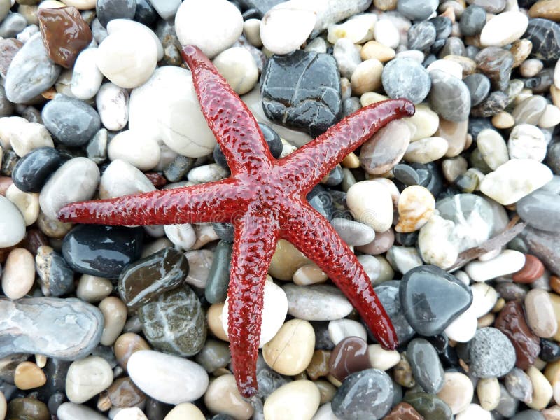 Red sea star on pebbles stock image. Image of variety - 16113629