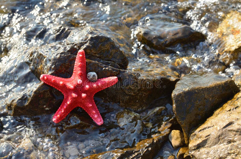 Sea star on a shore stock photo. Image of ocean, aquatic - 114330018