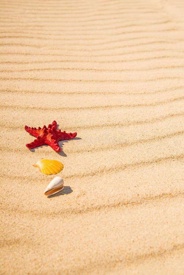 Sea star on a sandy beach stock image. Image of star - 117385403
