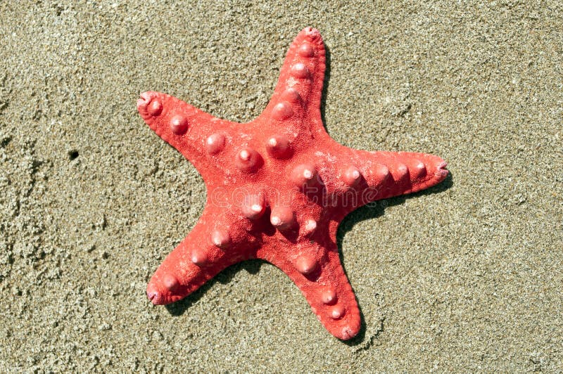 Red sea star shell on sand stock photo. Image of detail - 151748246