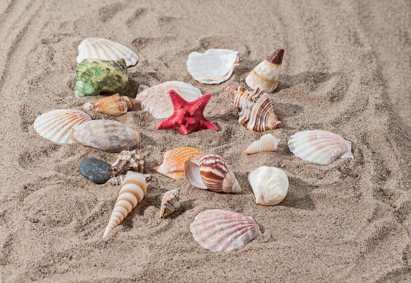 Sea star on sand stock photo. Image of star, color, shell - 111087552