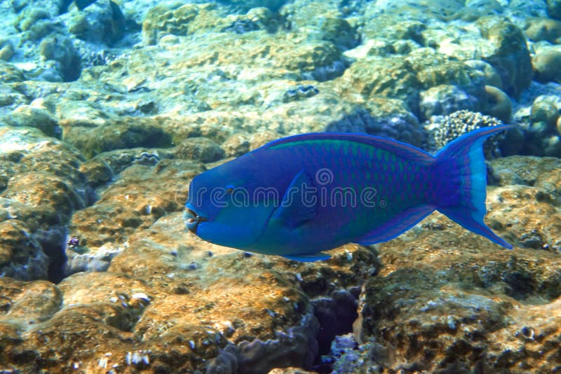 Red Sea Steephead Parrotfish Chlorurus Gibbus Stock Image - Image of ...