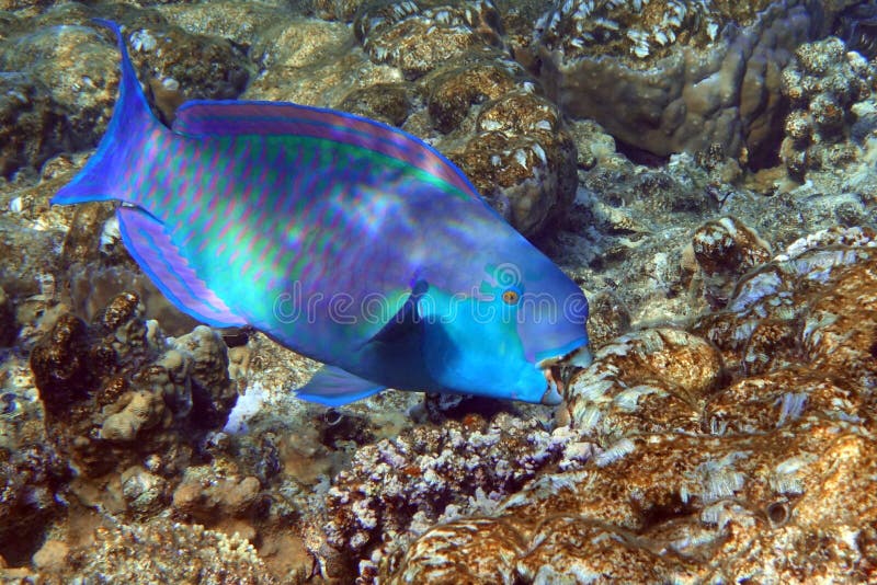 Red Sea Steephead Parrotfish Chlorurus Gibbus Stock Image - Image of ...