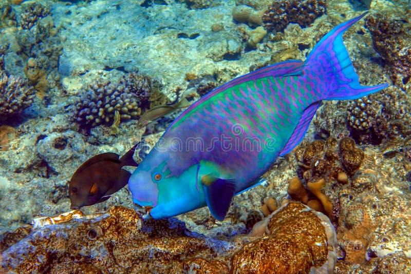 Red Sea Steephead Parrotfish Chlorurus Gibbus Stock Image - Image of ...