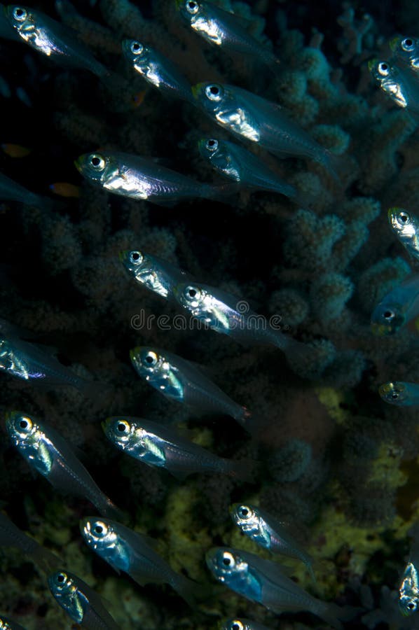 Sea Sweeperfish Stock Photos - Free & Royalty-Free Stock Photos from ...