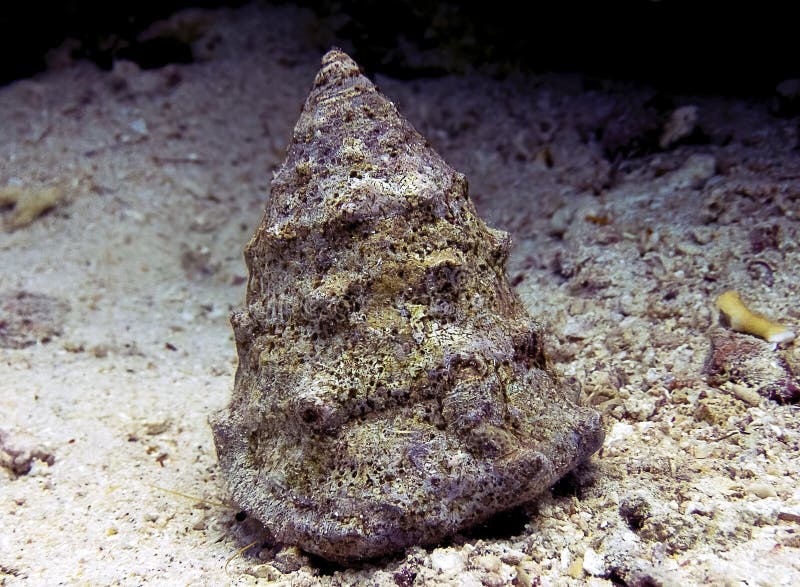 The Red Sea Top-Shell Tectus Dentatus in the Red Sea Stock Photo ...