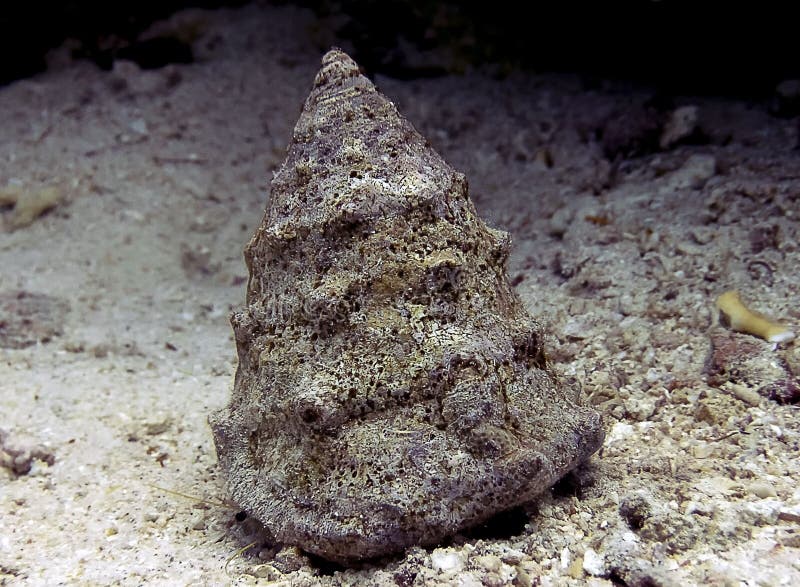 170 Trochus Stock Photos - Free & Royalty-Free Stock Photos from Dreamstime