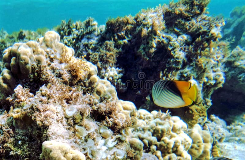 Red sea underwater reefs stock photo. Image of reef - 159373566