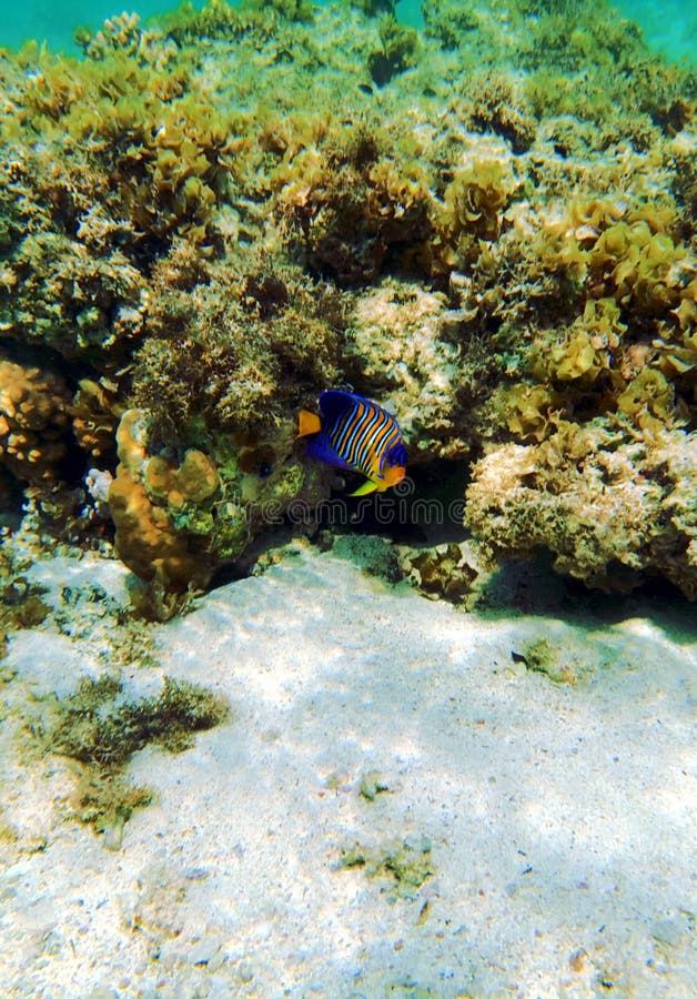 Red sea underwater reefs stock photo. Image of reef - 159373566