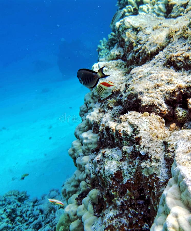 Red Sea Underwater Reefs Ornate Wrasse Stock Image - Image of wrasse ...