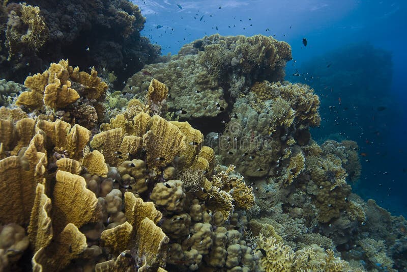 Red Sea Underwater Scene stock photo. Image of leaf, nature - 8689962