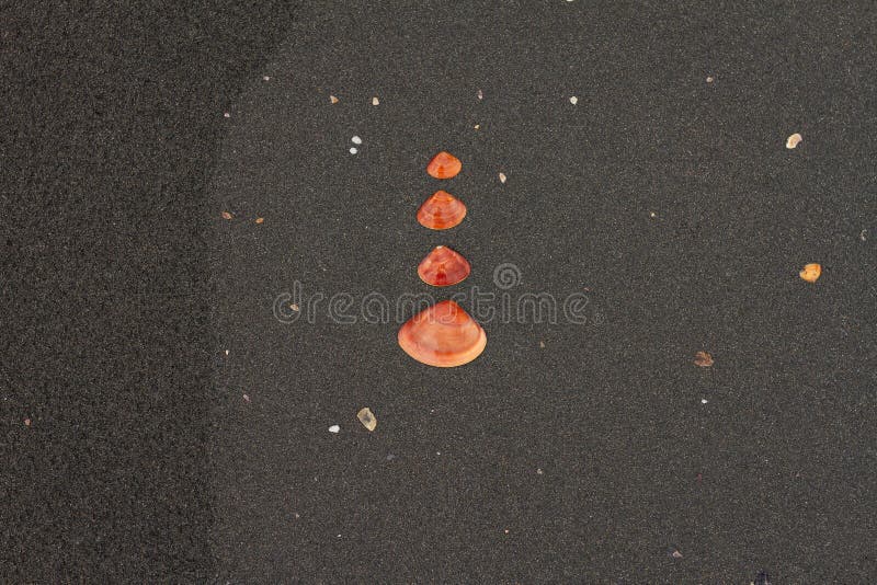 Red Seashell Fragments Arranged in Gradient Size Alignment on Black ...