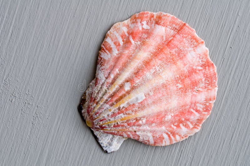 Red seashell stock image. Image of blank, sealife, shell - 37353305