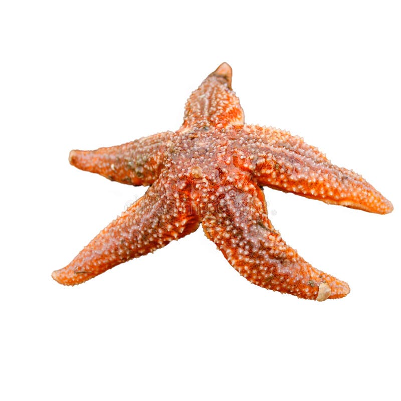 Red and yellow Seastar stock photo. Image of colourful - 58107988