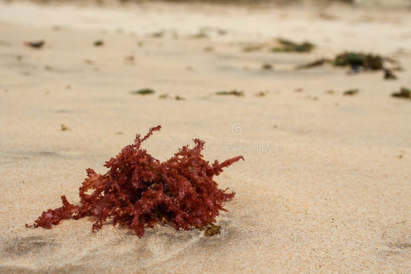 Red Seaweed on the Beach Sand Stock Photo - Image of washed, waves ...
