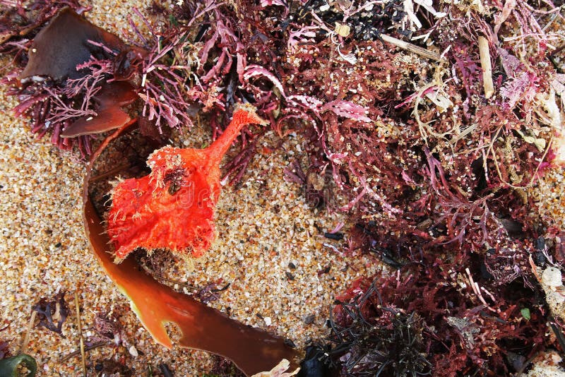 Red Seaweed and Kelp on the Sand Stock Photo - Image of kelp, brown ...