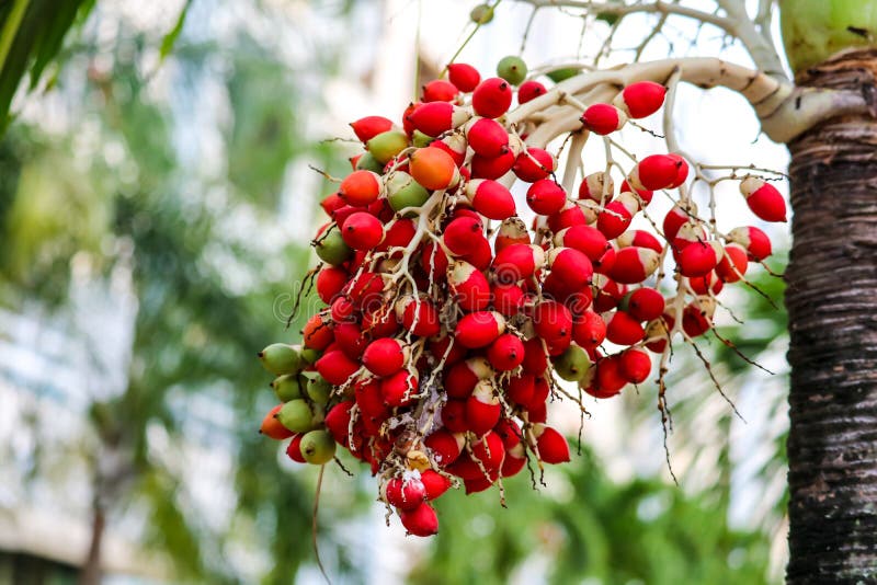 Red Seed and New Green Palm Seed on Tree Stock Photo - Image of nature ...