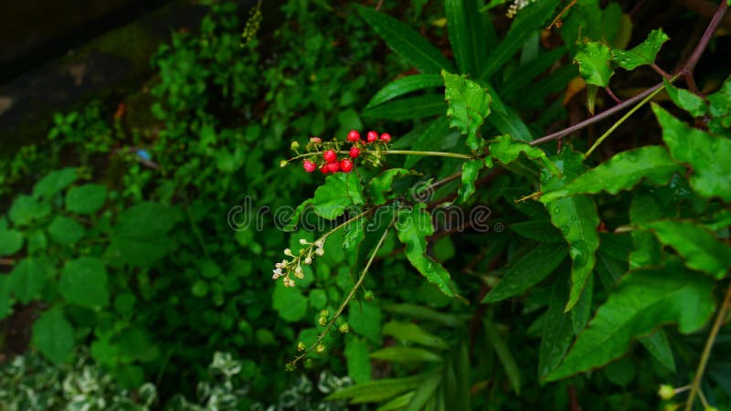 The red seed of a wild stock image. Image of berry, background - 220170617