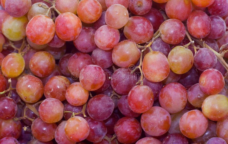 Red Seedless Grapes stock image. Image of organic, dessert - 12923907