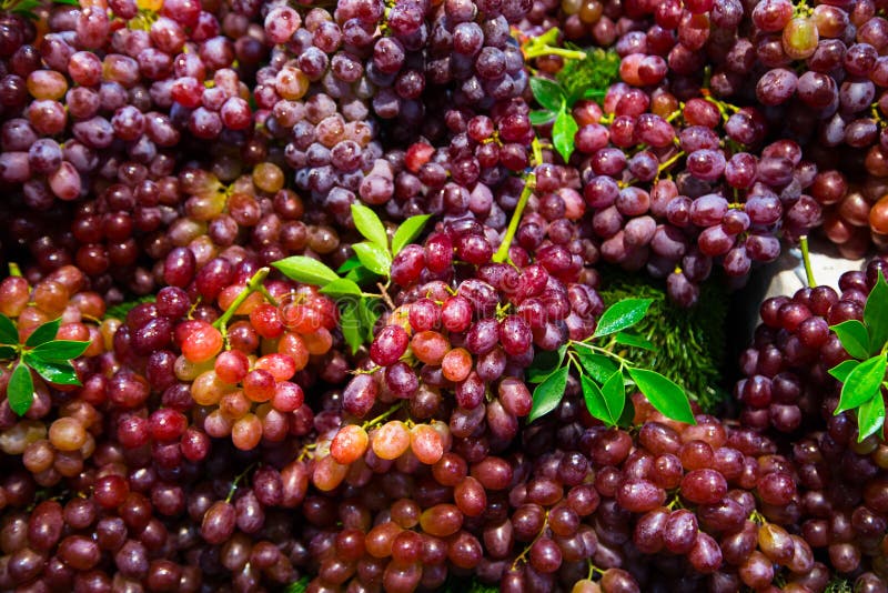 Red seedless grapes stock photo. Image of thai, harvest - 104127320