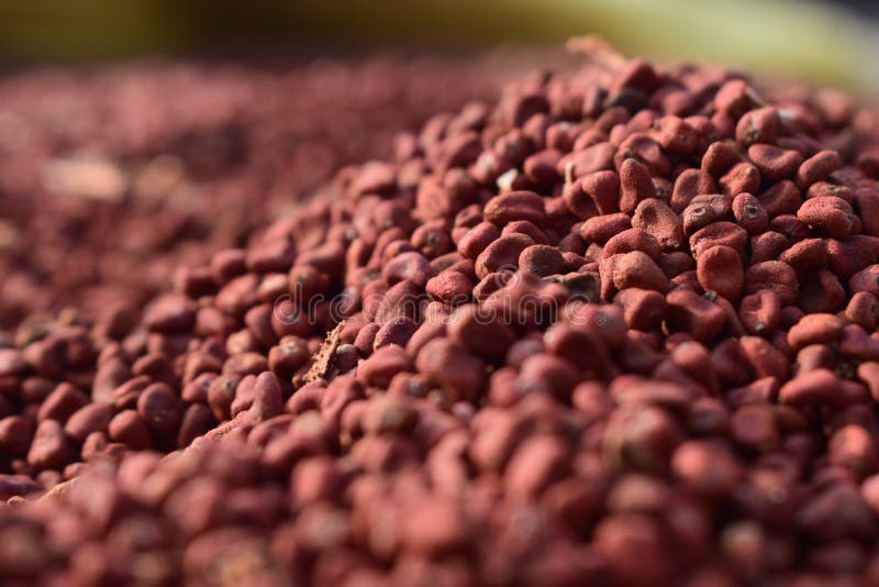 Red seeds for colour stock image. Image of seeds, wallpaper - 165326377