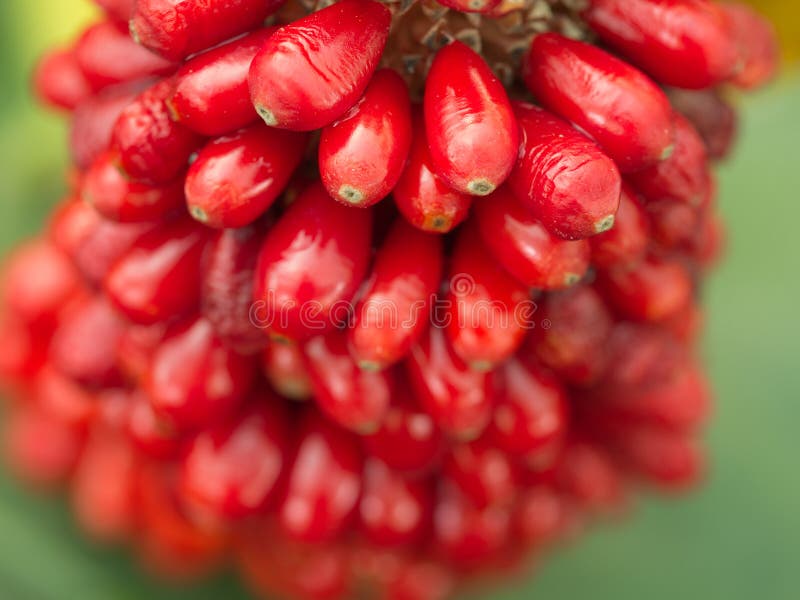 Red Seeds from the Flower stock image. Image of fresh - 103170835