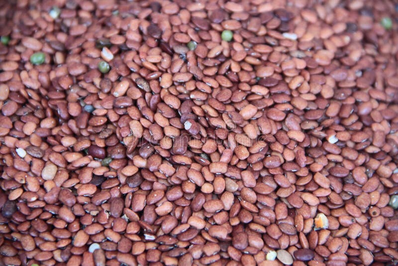 Red seeds stock photo. Image of seeds, isolated, bowl - 104294602
