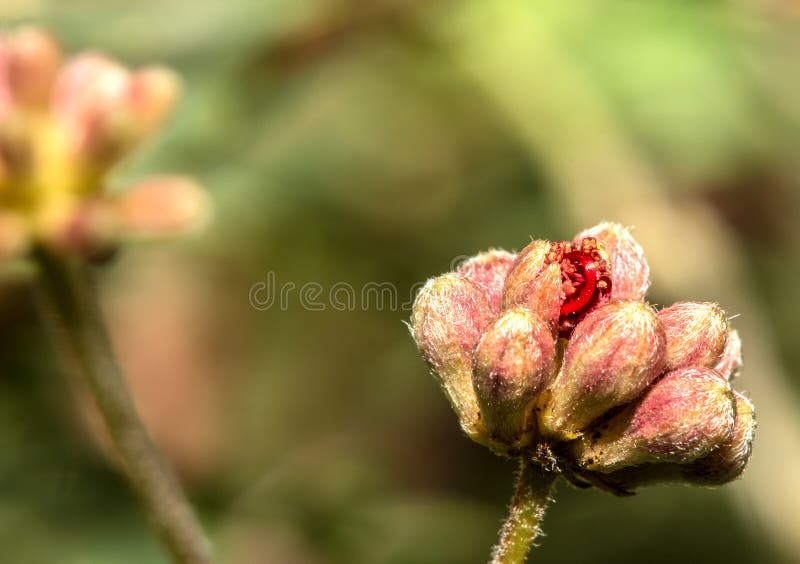 Red Seeds and Petals of Feather Duster Flower Ready To Bloom Stock ...
