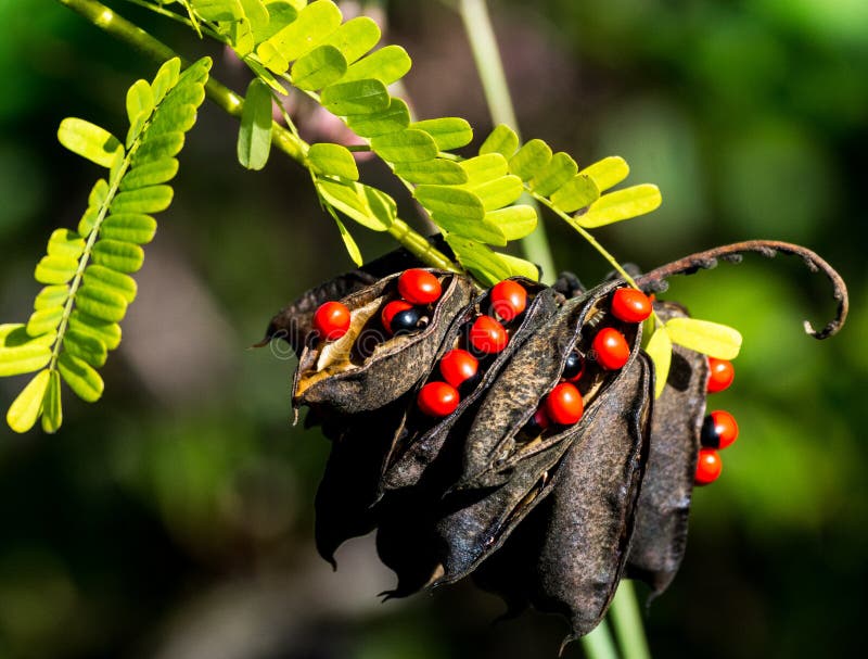 Black and Red Seeds in a Pod Stock Image - Image of bright, color: 84387925