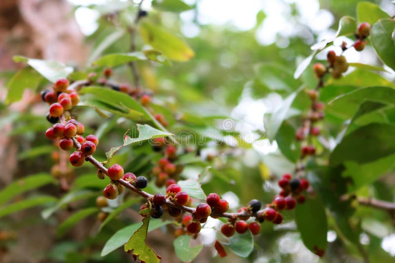 Red seeds of the trees. stock image. Image of leaf, beverage - 77891793