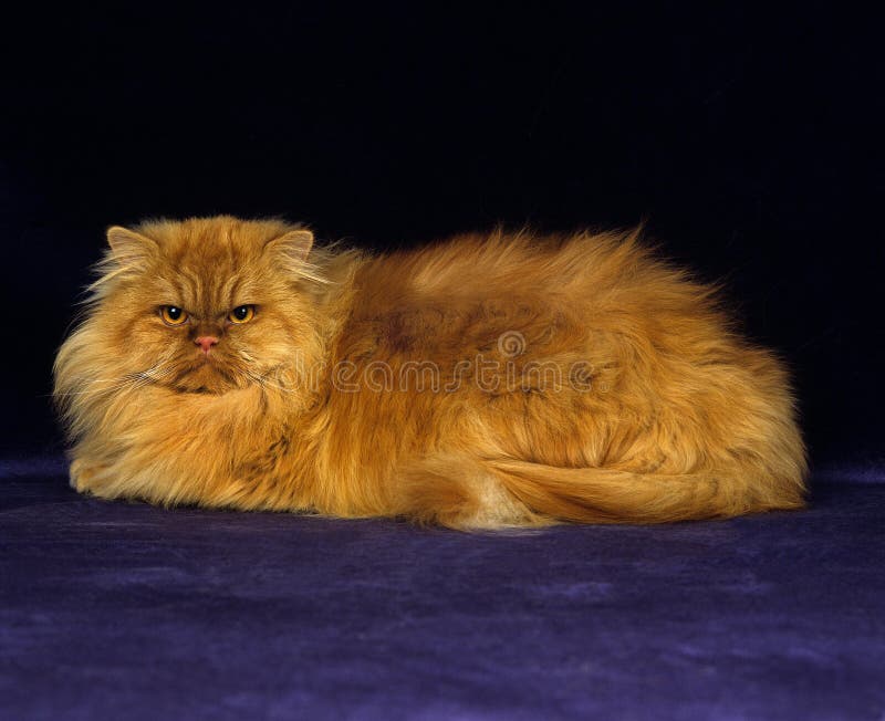 Red Self Persian Domestic Cat Against Black Background Stock Image ...