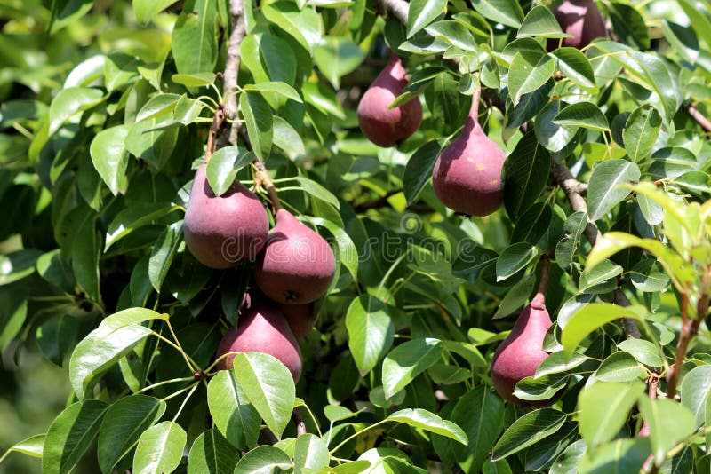 Red Sensation Bartlett or Pyrus Communis Sensation Deciduous Tree with ...