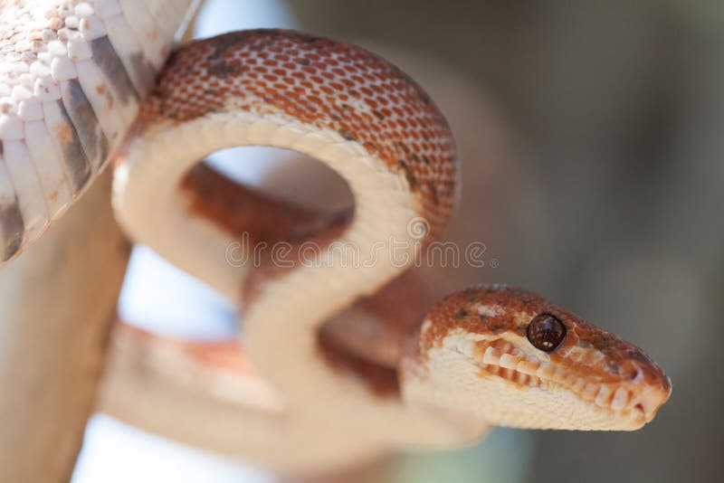Red serpent stock image. Image of long, reptile, blur - 43429581