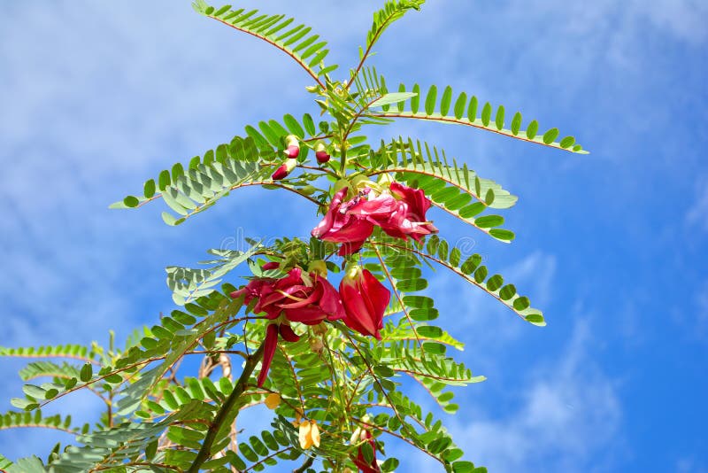 Green Sesbania Grandiflora Tree Blue Sky Stock Photos - Free & Royalty ...