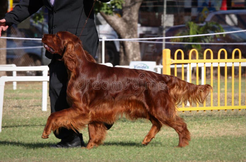 Red Setter Dog editorial stock image. Image of pedigree - 101526149