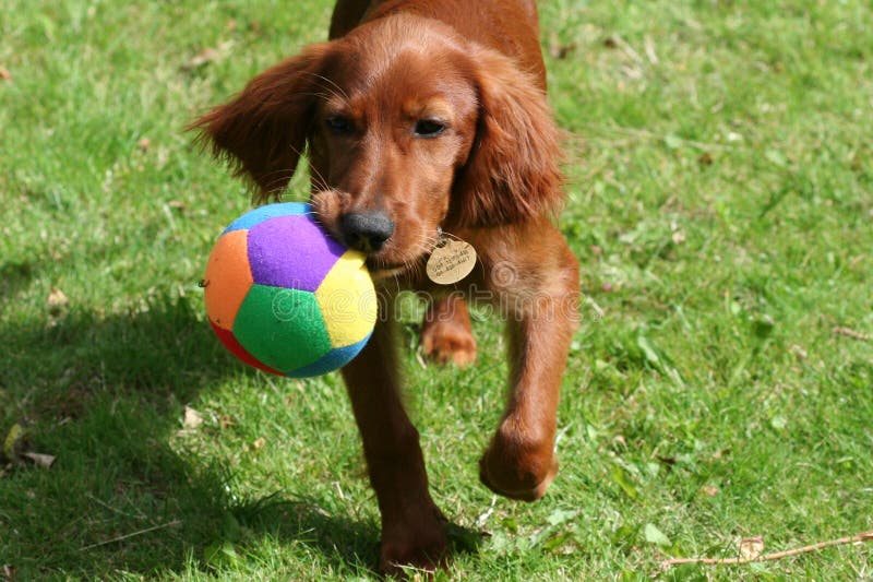 Red Setter stock photo. Image of house, pointer, playing - 52103222