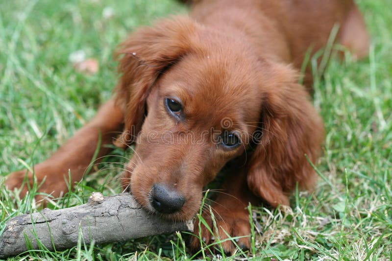 Red Setter stock image. Image of park, garden, nature - 52103801
